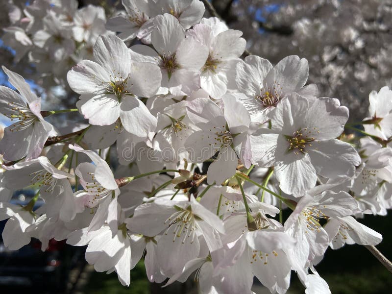 Close Up of Big Beautiful Cherry Blossoms in March in Spring Stock ...