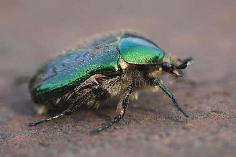 Close-up of a Big Beautiful Green Beetle Bronzovka Stock Photo - Image ...
