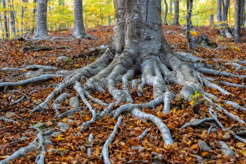 Close Up of Big Beech Tree Root in the Autumn Forest Stock Image ...