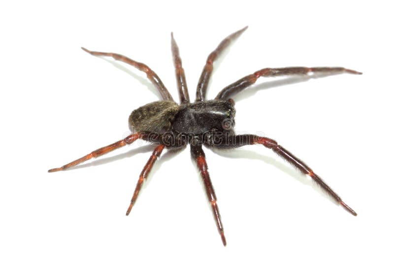 Close Up of a Big Black Spider Stock Image - Image of macro, arachnid ...