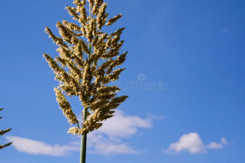 Close up Big Bloom Corn stock photo. Image of garden - 83932666