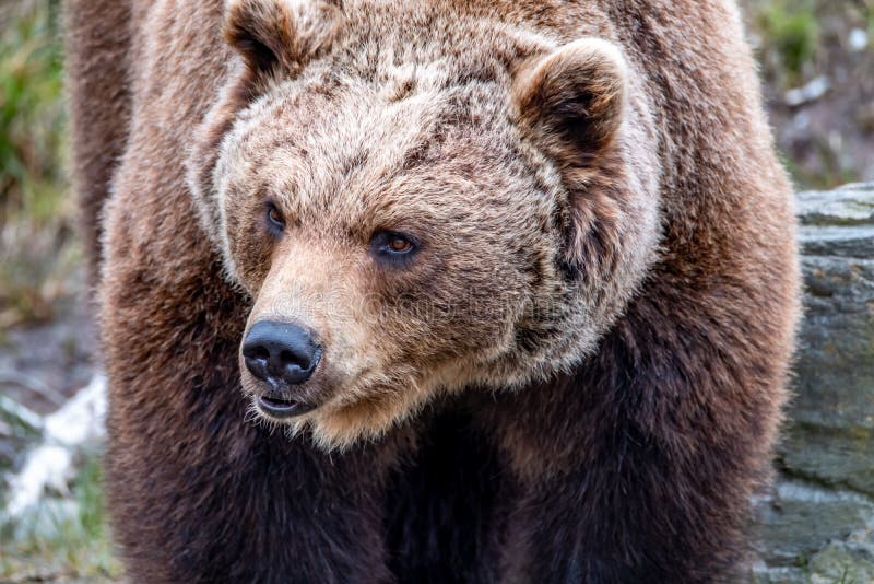 Close Up Big Brown Bear in Spring Forest Stock Photo - Image of black ...