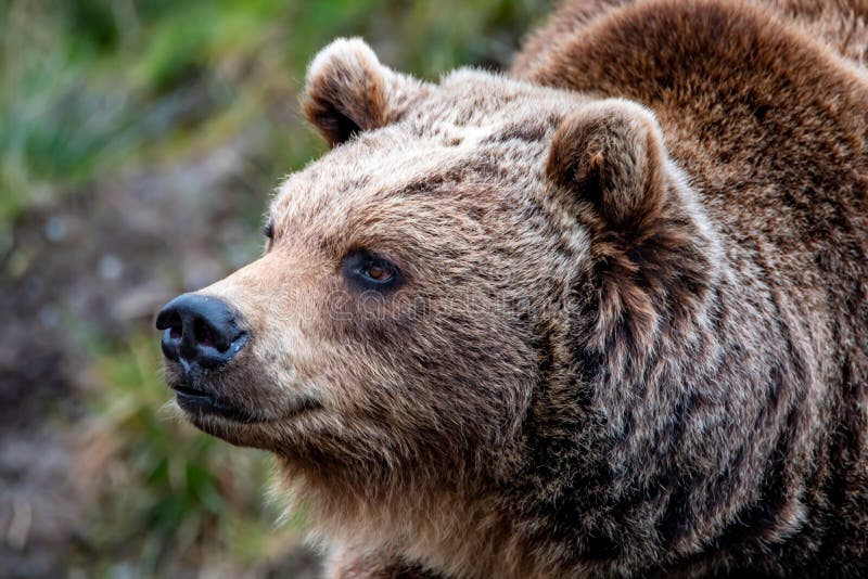 Close Up Big Brown Bear in Spring Forest Stock Photo - Image of ...