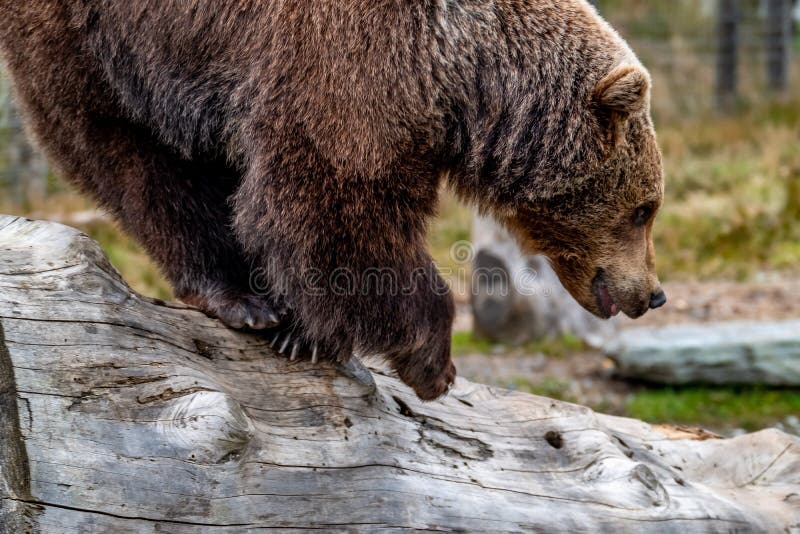 Close Up Big Brown Bear in Spring Forest Stock Photo - Image of ursus ...
