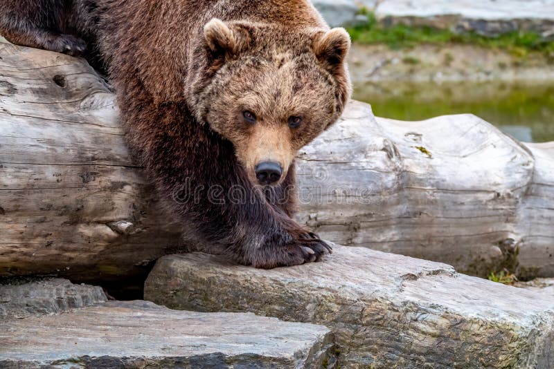 Close Up Big Brown Bear in Spring Forest Stock Photo - Image of alaska ...