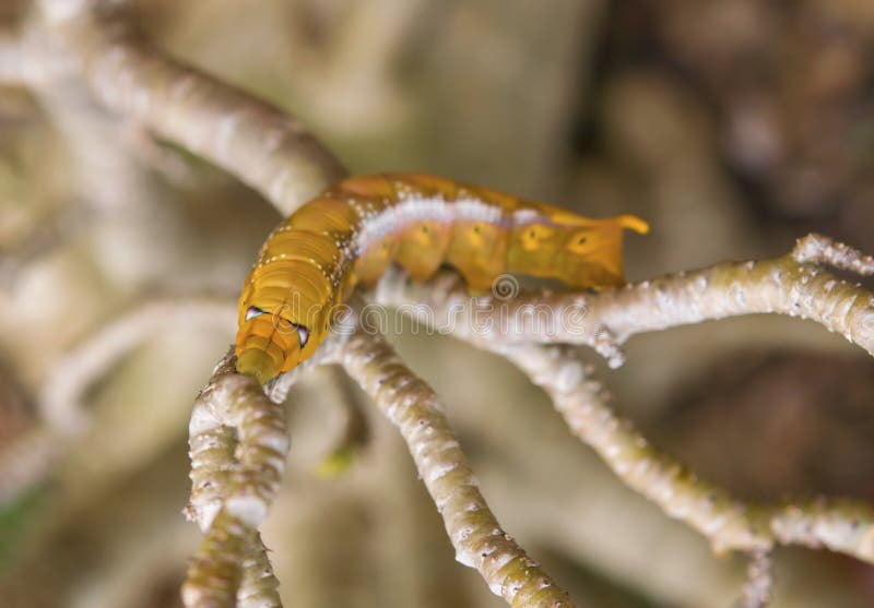 Close-up of Big Brown Caterpillar.the Larva of a Butterfly or Moth ...