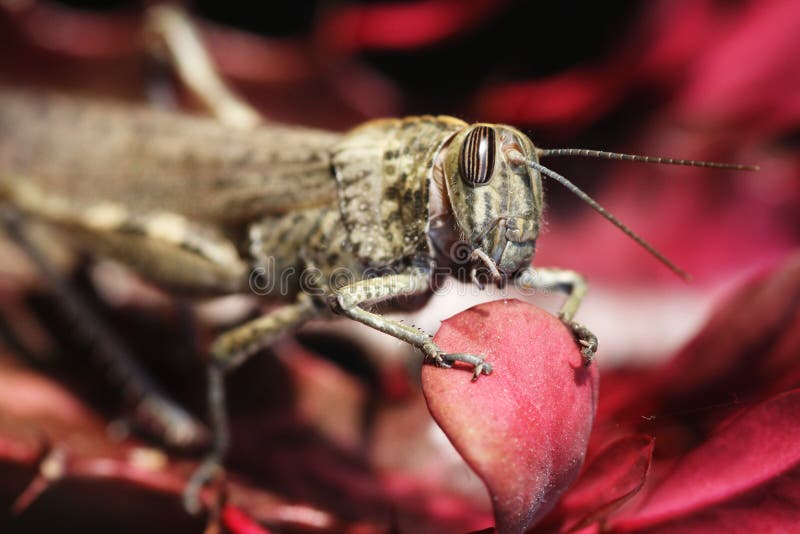 Close Up of Big Brown Grasshopper between Red Leaves Stock Image ...