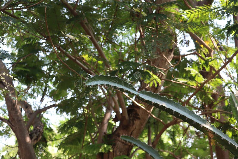 Close Up of Big Cactus Plants.green Texture and Leaf Stock Image ...