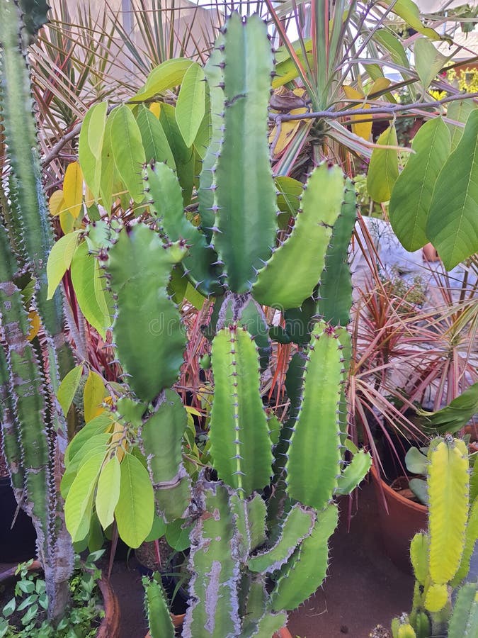 Close Up a Big Cactus in a Store. Stock Image - Image of area, desert ...