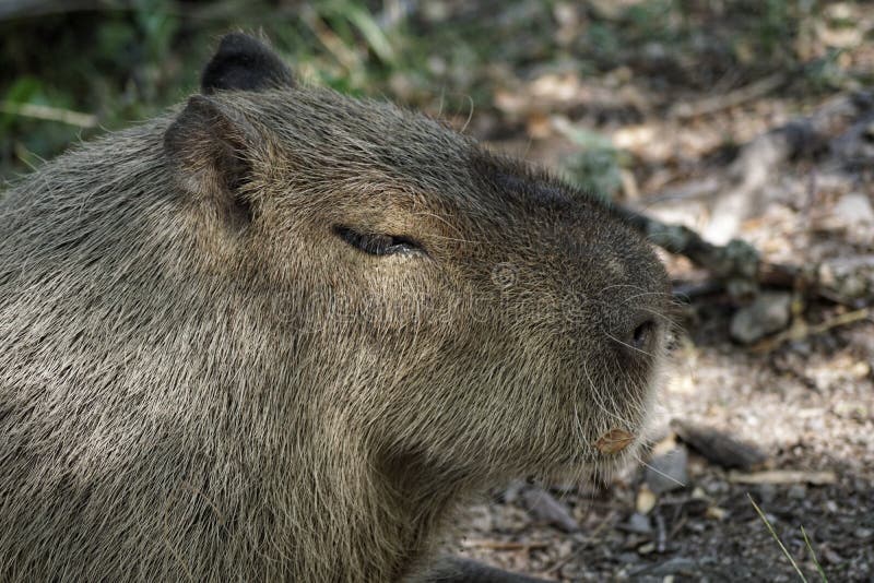 Capybara Monkey Stock Photos - Free & Royalty-Free Stock Photos from ...
