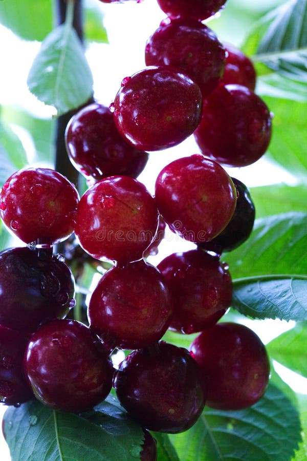 Close Up on Big Cherries Hanging on a Cherry Tree Branch. Stock Image ...