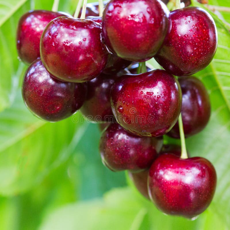 Close Up on Big Cherries Hanging on a Cherry Tree Branch. Stock Photo ...
