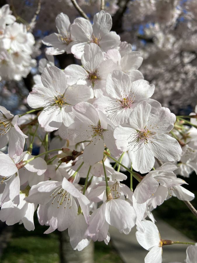Close Up of Big Cherry Blossoms in March in Spring Stock Photo - Image ...