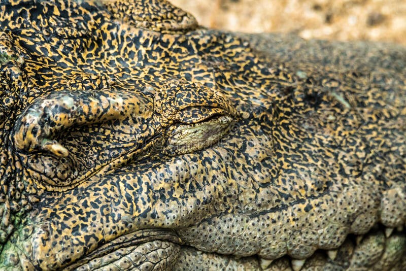Big crocodile face stock image. Image of strong, fauna - 112135679