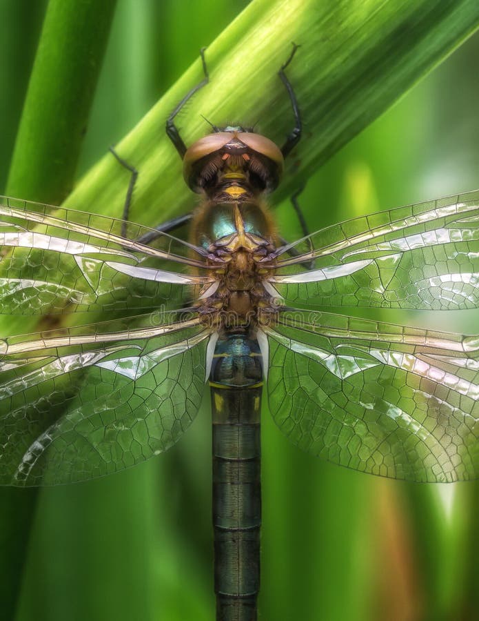 A Close-up from a Big Dragon Fly Stock Photo - Image of park, natural ...