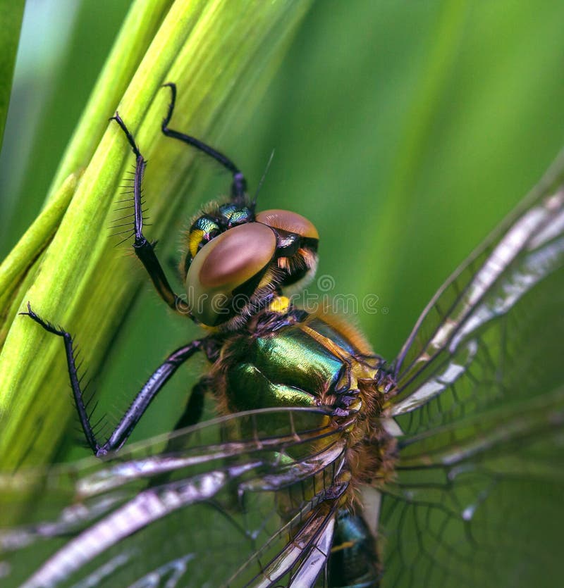 A Close-up from a Big Dragon Fly Stock Image - Image of beauty, fauna ...