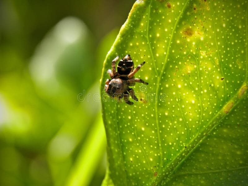 Jumping Spider in the Rain. Stock Image - Image of droplets, hiding ...