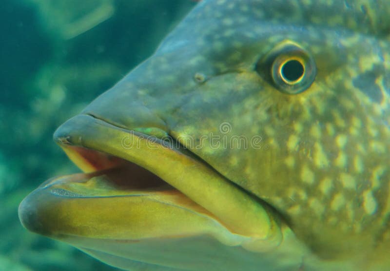 Close up of a big fish stock photo. Image of close, fish - 286526506