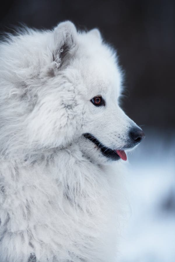 Close-up of a Big Fluffy Dog Stock Image - Image of breed, north: 48836291