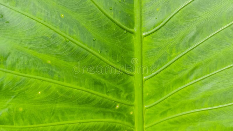A Close Up of a Big Green Leaf Stock Photo - Image of fresh, leaf ...