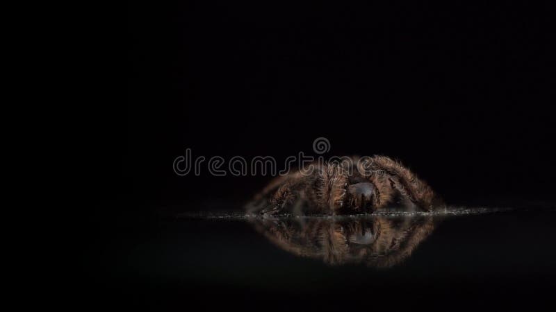 Close-up of a Big Hairy Spider Spinning on the Mirror Surface Stock ...