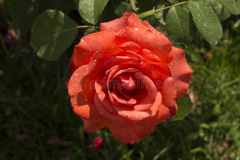 Close-up: Big Intense Pink Rose Stock Photo - Image of botany, poster ...