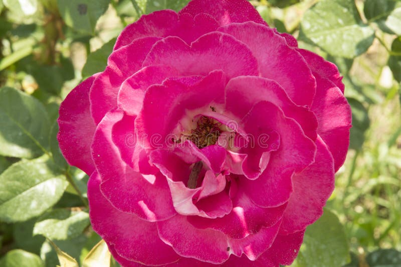 Close-up: Big Intense Pink Rose with a Larva Inside it Stock Image ...