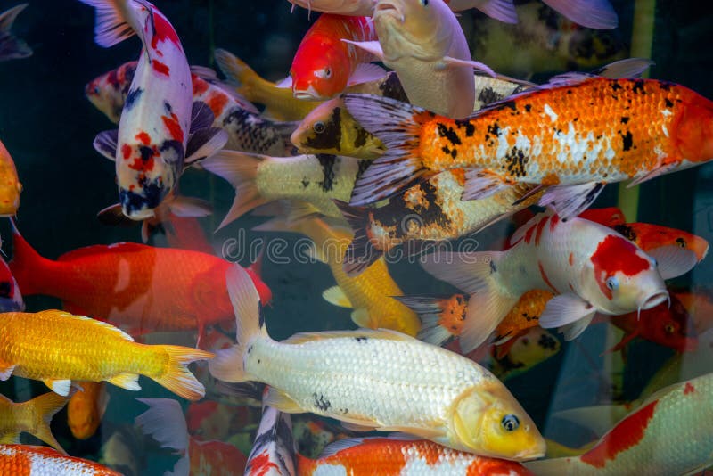 Close-up of Big Koi Raised in Fish Tank Stock Image - Image of exchange ...