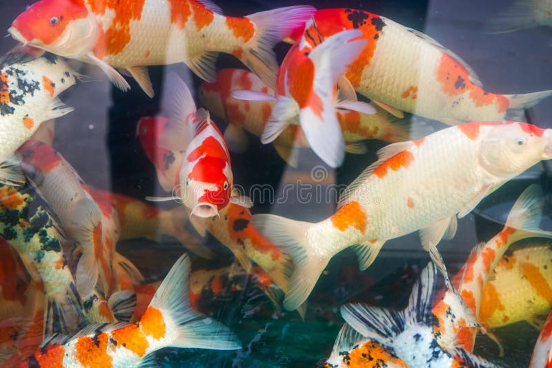 Close-up of Big Koi Raised in Fish Tank Stock Photo - Image of asian ...