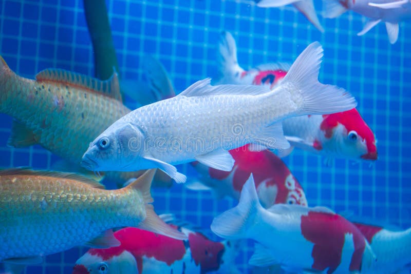 Close-up of Big Koi Raised in Fish Tank Stock Image - Image of ...