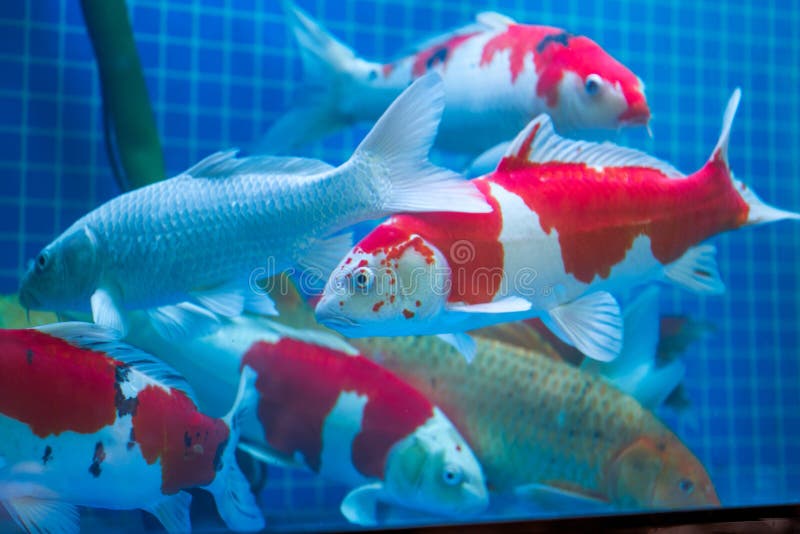 Close-up of Big Koi Raised in Fish Tank Stock Image - Image of blue ...