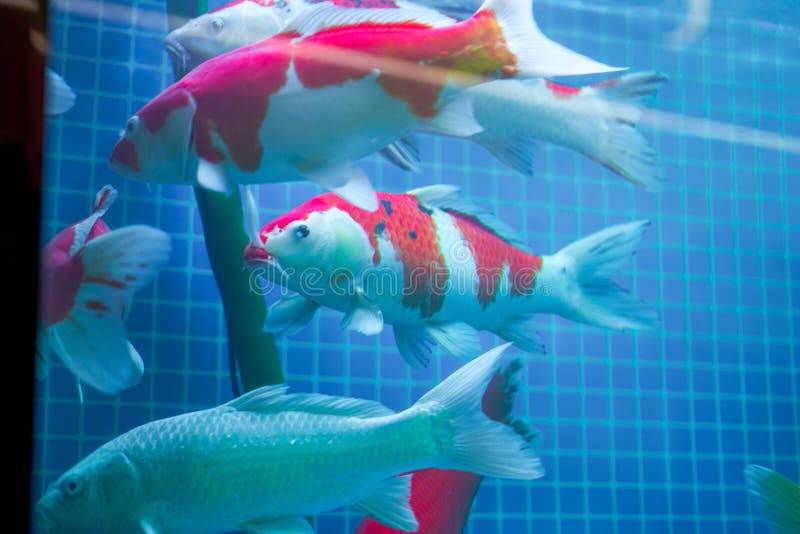 Close-up of Big Koi Raised in Fish Tank Stock Image - Image of chinese ...