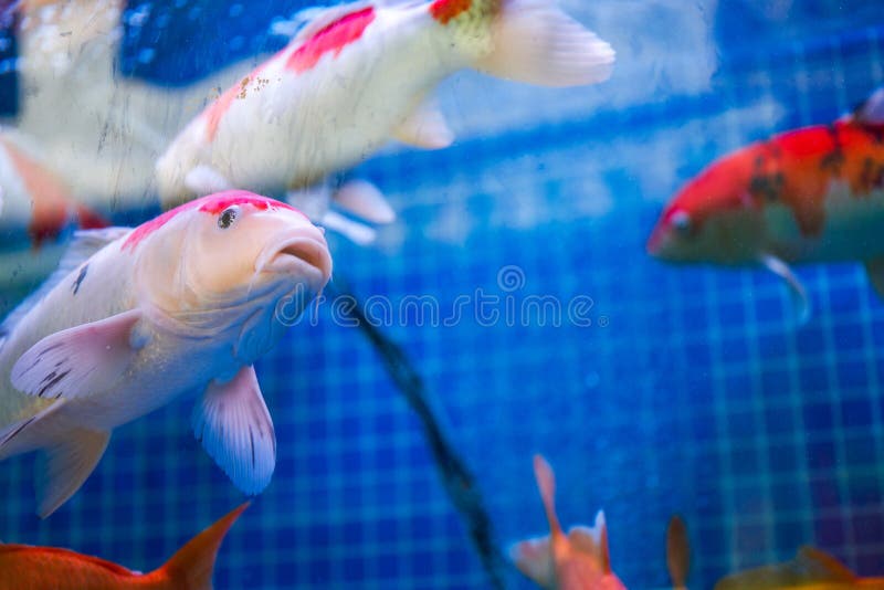 Close-up of Big Koi Raised in Fish Tank Stock Image - Image of chinese ...