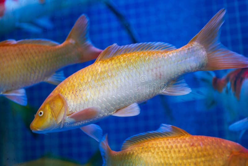 Close-up of Big Koi Raised in Fish Tank Stock Photo - Image of reef ...