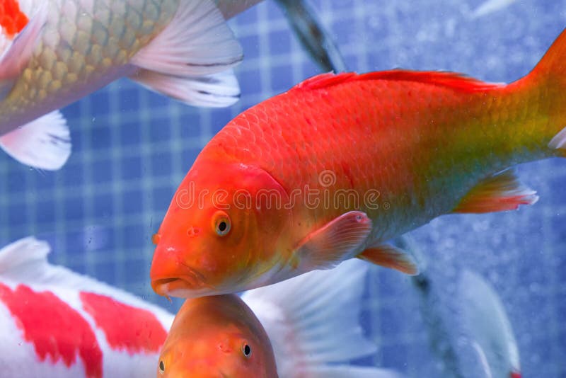 Close-up of Big Koi Raised in Fish Tank Stock Image - Image of chinese ...