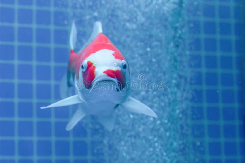 Close-up of Big Koi Raised in Fish Tank Stock Image - Image of chinese ...