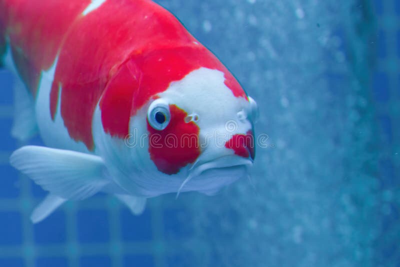 Close-up of Big Koi Raised in Fish Tank Stock Image - Image of exchange ...
