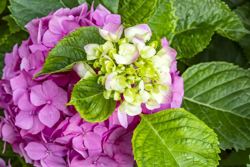 Big Leaf Hydrangea Flower in Nature. Stock Image - Image of beauty ...