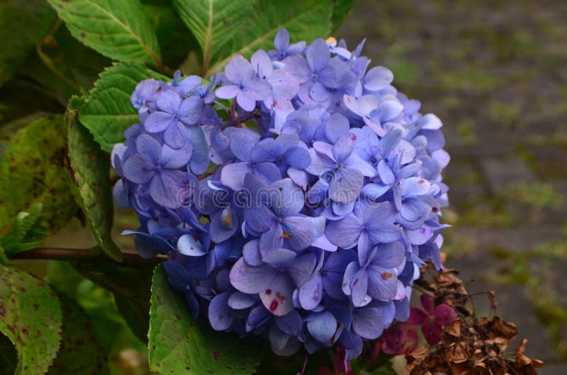 Close Up of Big Leaf Hydrangea Flowers Stock Image - Image of ...