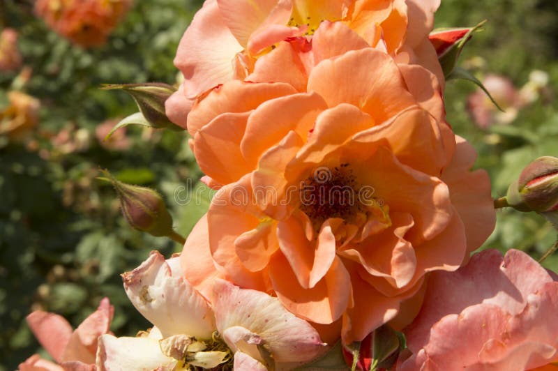 Close-up: Big Light Orange Rose Stock Image - Image of season, botany ...