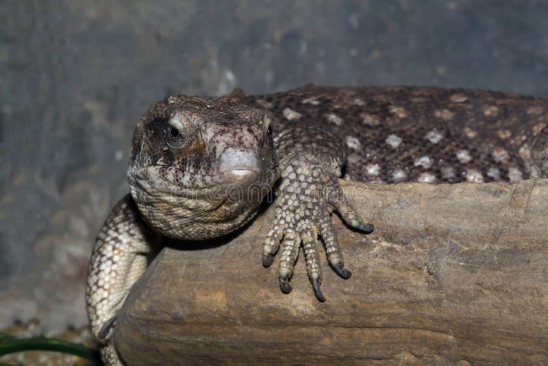 Close Up Big Lizard on Wood Stick Stock Image - Image of asia, oriental ...