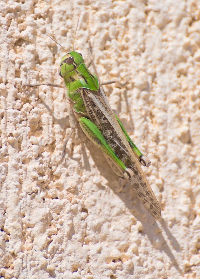 Big Locust stock photo. Image of migratory, brown, plague - 27474020