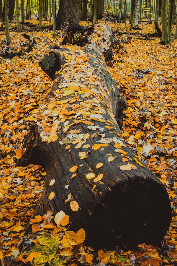 Close Up of a Big Old Log in Autumnal Mixed Forest Covered by Leaf Fall ...