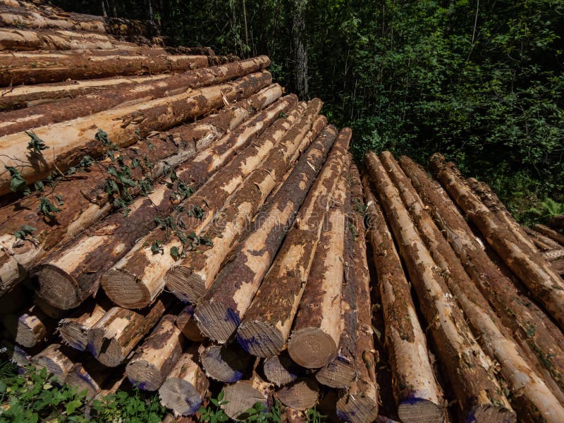 Close-up of the Big Pile of Cut Down Tree Logs in the Forest. Stack of ...