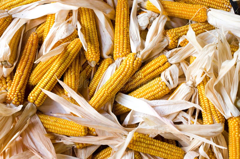 Close Up on a Big Pile of Organic Fresh Corn Cobs. Stock Image - Image ...