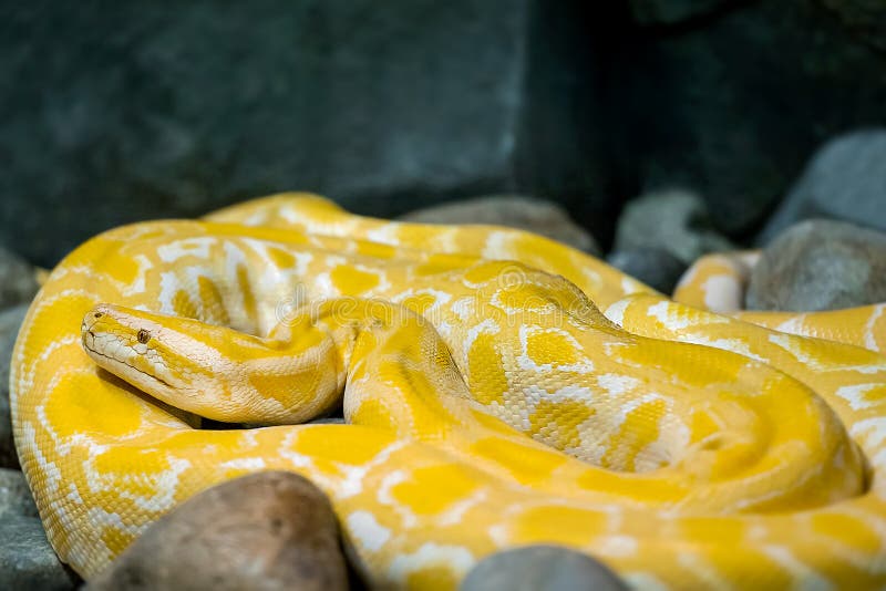 Close Up of Big Python Regius or Royal Python is a Large Non Poisonous ... Close Up of Big Python Regius or Royal Python is a Large Non Poisonous ...