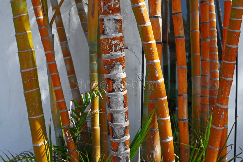 Close Up of the Big Red Bamboo Stock Image - Image of decoration ...