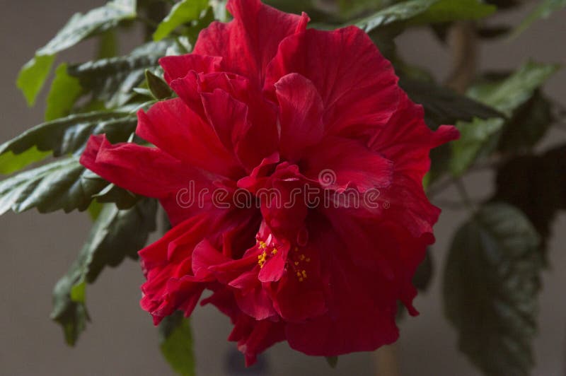 Close-up: Big Red China Rose Flower on the Tree Branch Stock Image ...