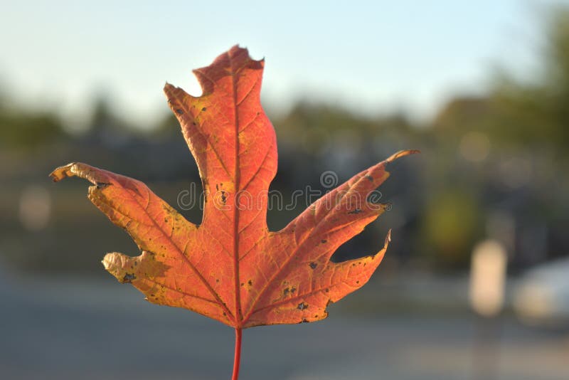 Big red leaf in the autumn stock image. Image of close - 149328905