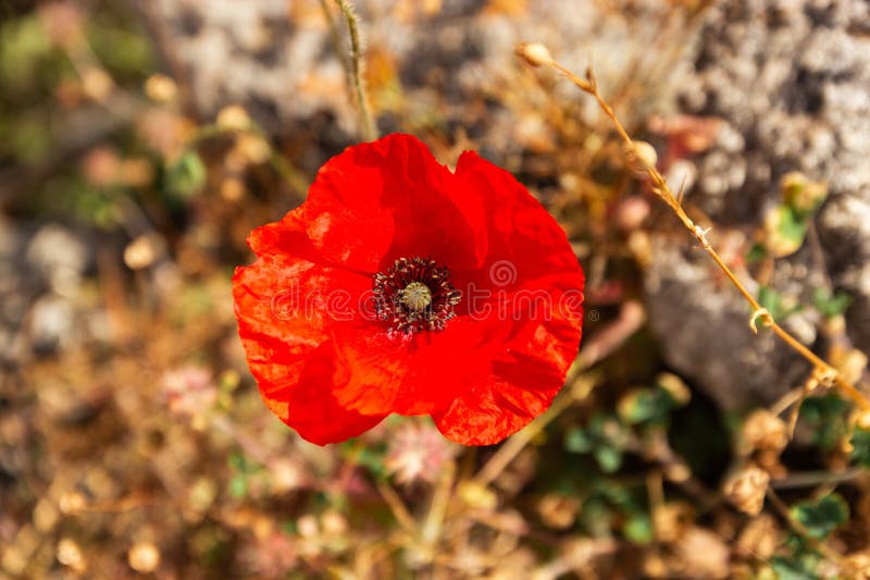 Big Red Poppy Flower on the Field Stock Image - Image of fresh, island ...